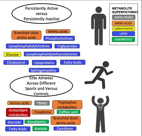 Figure 2 From Metabolomics Physical Activity Exercise And Health A Review Of The Current