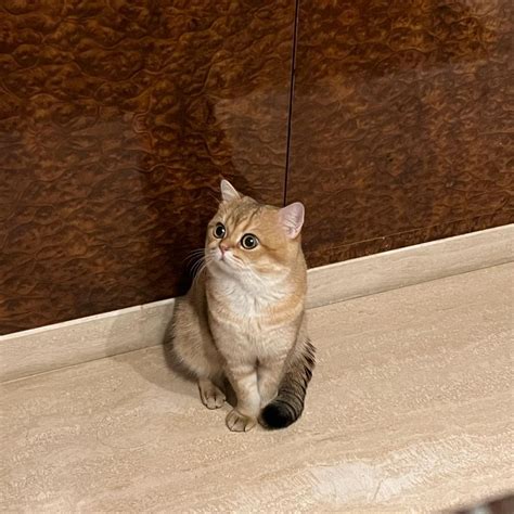 Ng Kok Song Chats With His Cat Max Lemon Ng Over Breakfast Before Recording Broadcast Speech