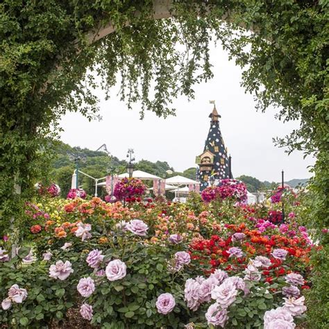 에버랜드 장미원 국내 처음 세계장미회 ‘최우수 장미원에 서울신문