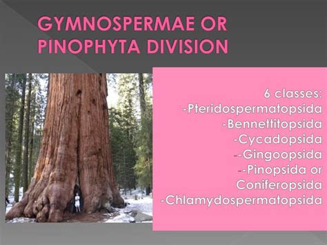 Pinopsida Class Compressed Pdf Human Evolutuon Pdf