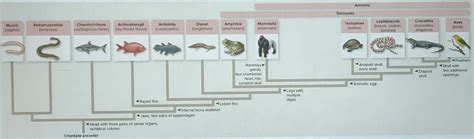 Solved 4 Within Subphylum Vertebrata Different