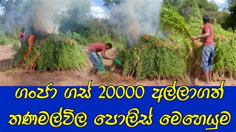තණමල්විල දී මල් ගස් 20000 අල්ලාගත් පොලිස් මෙහෙයුම Youtube