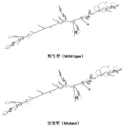 猪繁殖性状相关的SNP分子标记及应用