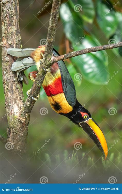 Aracari Pteroglossus Frantzii Imagen De Archivo Imagen De Pico