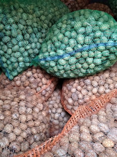 Куплю грецкий орех