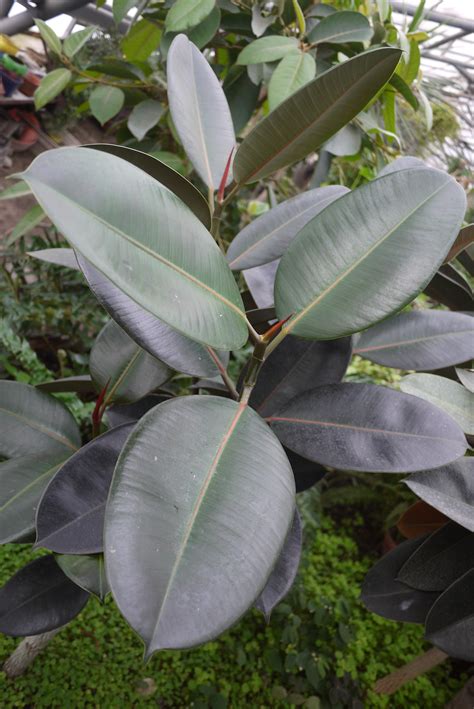 Коллекции растений ЦСБС СО РАН - Ficus elastica Roxb. ex Hornem ...