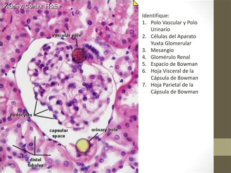 Ppt Repaso Histología Renal Powerpoint Presentation Free Download