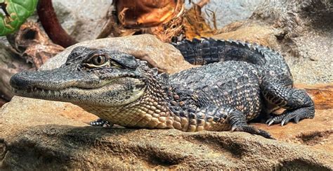 Turns Out Most Alligator Attacks Have Only One Thing To Blame