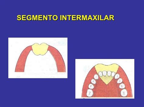 Presentacion Locomotor