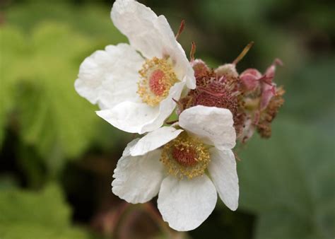 Thimbleberry