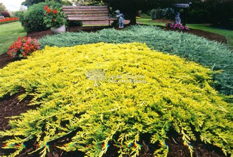 Juniperus Horizontalis Mother Lode Genevrier Horizontal Creeping