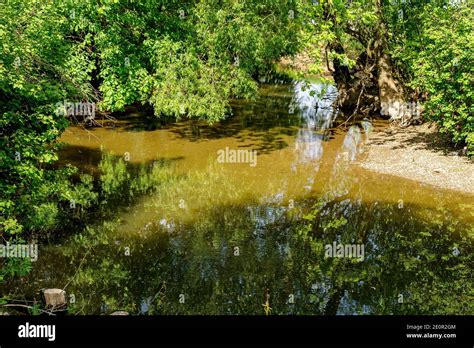 Intimacy Of A Tree Lined Creek Water From The Creek Flows Under The Foliage Of The Trees On