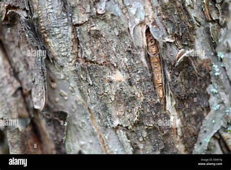 Tree Bark In The Background Stock Photo Alamy