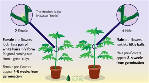 Flowering Stage In Cannabis Plants