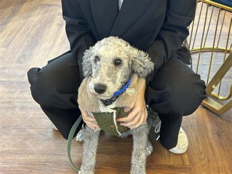 베들링턴테리어 베리 샴입양 셀커크렉스입양 스코티쉬폴드입양 스핑크스입양 아메리칸숏헤어입양 아비시니안입양 터키시앙고라입양 페르시안입양 애완견입양 반려견입양 털빠짐없는소형견종류