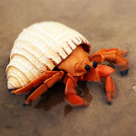 Cute Hermit Crab Shells