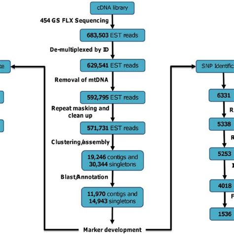 Schematic Of Transcript Assembly And Snp Detection Pipeline Schematic