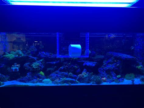 Acclimation Box Reef2reef