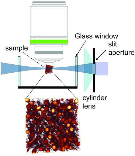 Principle Of Illumination Of Ultramicroscopy We Only Illuminate The
