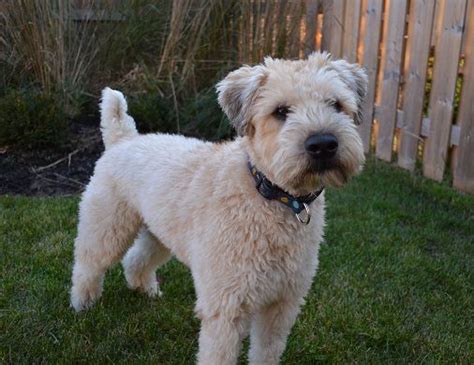 Do Wheaten Terriers Need Haircuts