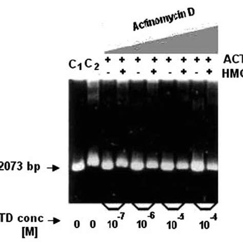 Structural Formula Of Actinomycin D The Molecule Consists Of