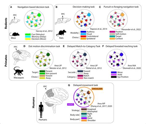 Mixed Selectivity Studies In The Posterior Parietal Cortex Across