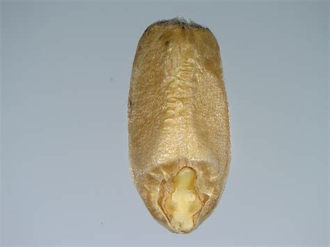 Wheat Grading Factors