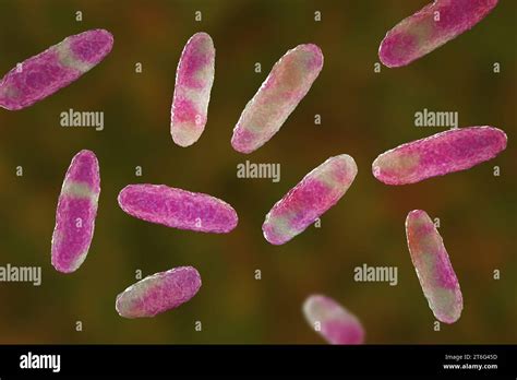 Gram Negative Bacilli