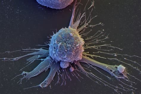 Aging Cell New Anti Aging Approach Could Yield Treatments For