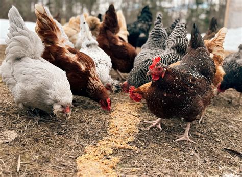 How Long Do Chickens Live And Lay Eggs The Homesteading Rd