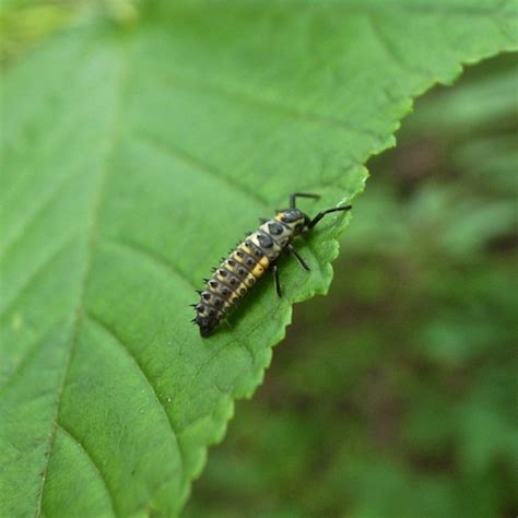 K M 虫部屋 ウンモンテントウ幼虫と成虫