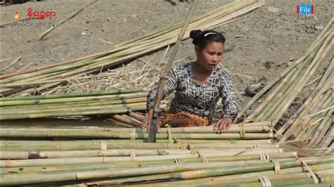 မြေမြှုပ်မိုင်းနဲ့အကြမ်းဖက်အန္တရာယ်ကြောင့်မေယုတောင်မှာဝါးခုတ်သူနည်းပါးလာပြီးဝါးဈေးမြင့်တက်နေ