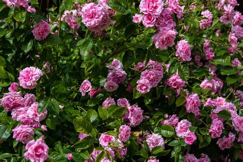 Australian Guide To Growing A Ficus Hedge Ultimate Backyard