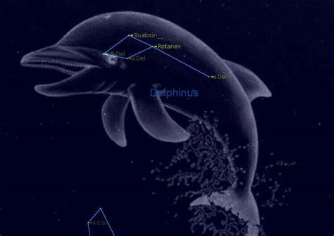Appearance Of The Dolphin Constellation Explore The Universe Your Guide To Astronomy