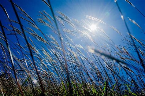 Page 80 Windy Grass Images Free Download On Freepik