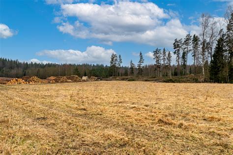 화창한 날 공터에 쌓인 통나무가 있는 삼림 벌채 풍경 벌목 산업 임업 목재 수확 및 환경 영향의 개념 0명에 대한 스톡 사진 및 기타 이미지 Istock