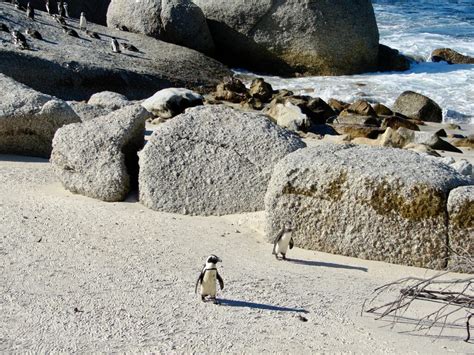 Cape Town African Encounters