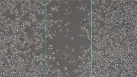 201 Questions With Answers In CELL CYCLE ANALYSIS Scientific Method