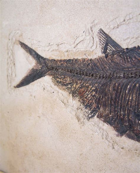 Framed Diplomystus Dentatus Fish 735mm