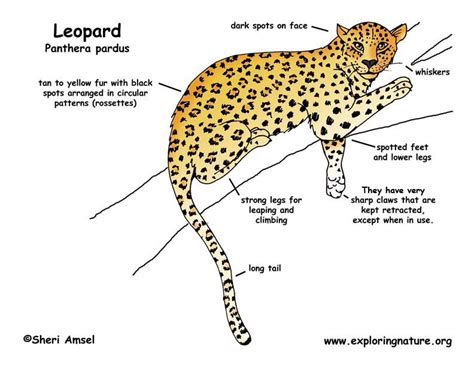 Leopard Exploring Nature