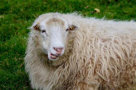 Sheep Ruminant Ruminating Domestic Free Photo On Pixabay Pixabay