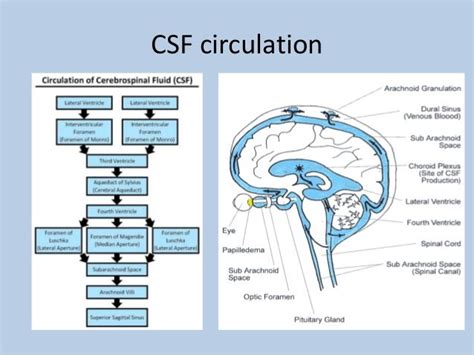 Diagram Of Csf Flow Csf Flow Diagram [image]