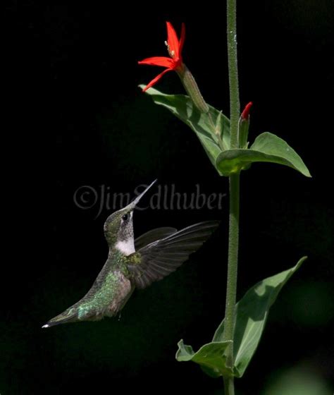 Ruby Throated Hummingbird On Royal Catchfly July Window To Wildlife Photography By