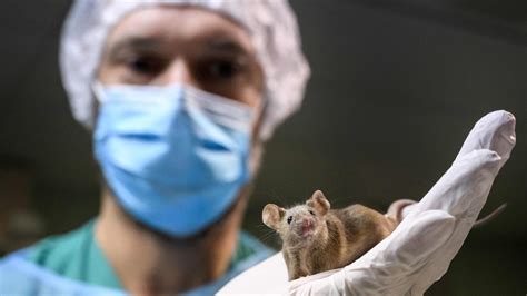 How A Mouse Brain Simulation Reveals Ais Power Problem Puck