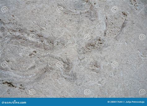 Shell Rock Is A Sedimentary Rock One Of The Varieties Of Limestone