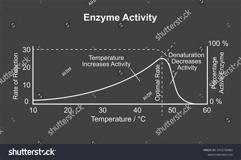 Scientific Designing Enzyme Activity Curve Colorful Stock Vector