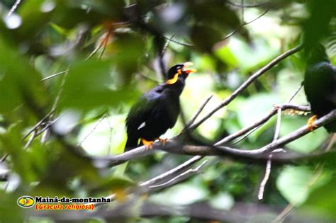 Ornitologia Mainá Da Montanha Gracula Religiosa