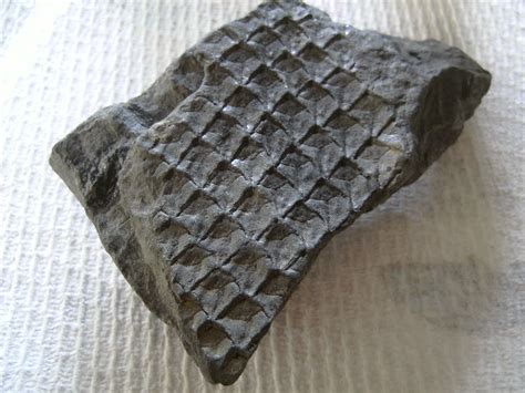 Lepidodendron Bark Member Collections The Fossil Forum