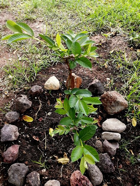 Guava Tree Nature Generated By Free Photo On Pixabay