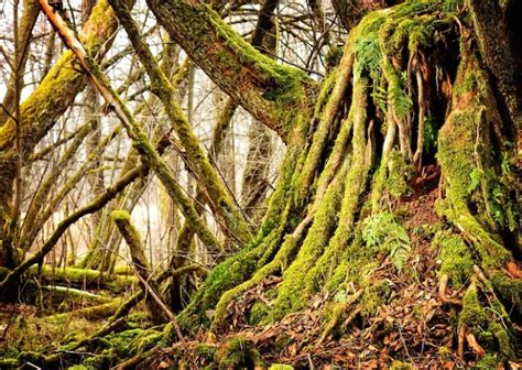 Researcher Discovers That Trees Talk To Each Other Literally